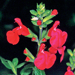 mint bush sage | UC Davis Arboretum and Public Garden